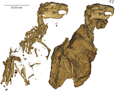 Sciency Thoughts: Ischyromys douglassi: Morphometric analysis of an ...