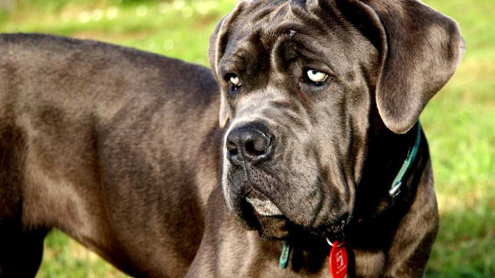 Bandog