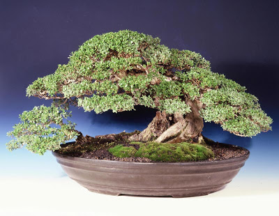 Natural: Bonsai Santigi ( Pemphis acidula )