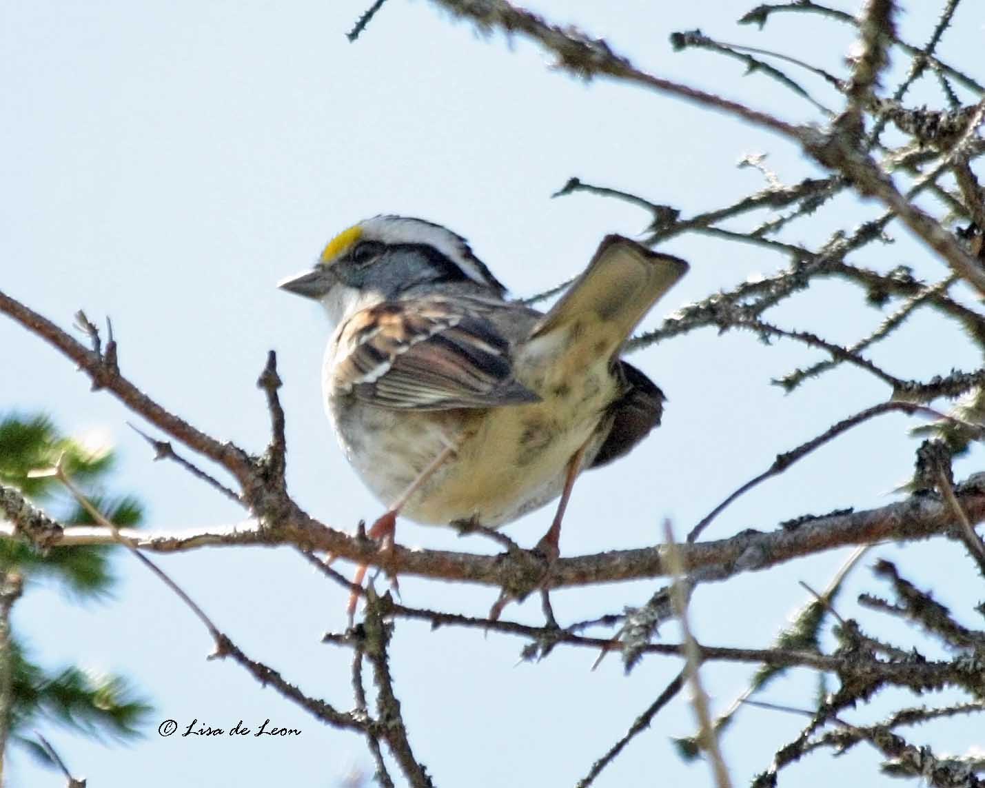 White-throated Sparrow - Various Bird Species