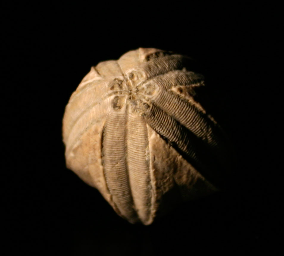 Louisville Fossils and Beyond: Pentremites obesus Blastoid