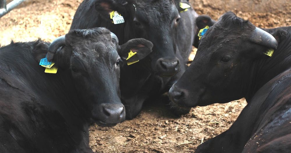 Apa Itu Lembu Wagyu? - Rancak TV