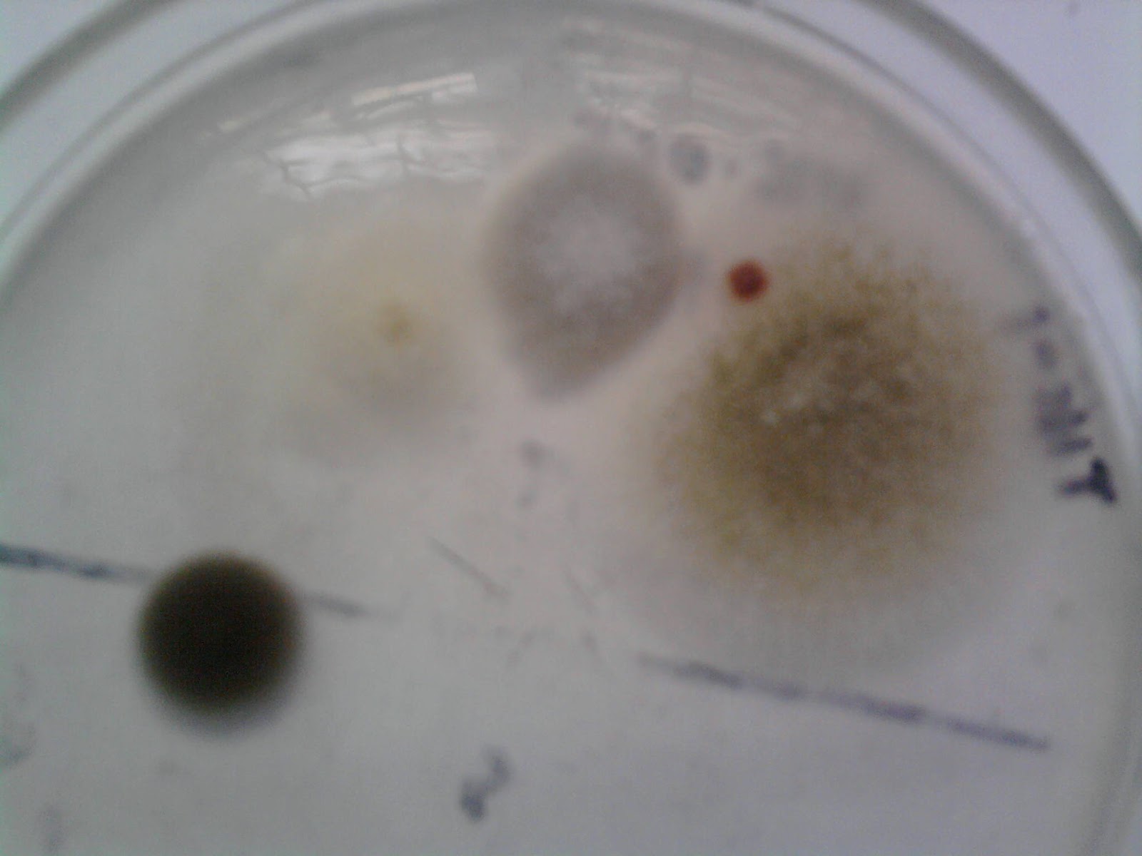 My World Fisheries: Prosedur Uji Kapang dan Khamir