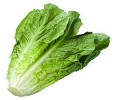 Tipos de Lechuga en Venezuela | Beneficios y Propiedades | actualidad ...