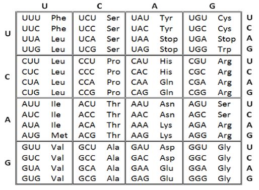 Molecular Basis of Inheritance - Notes | Class 12 | Part 6: Genetic ...