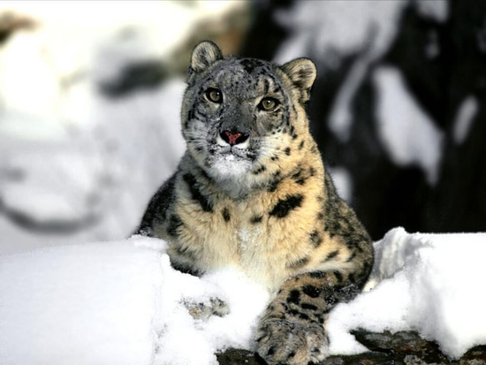 Spreebird wildlife: SNOW LEOPARD (State Animal of Pakistan)