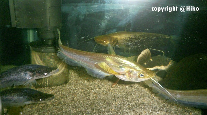 Mahamaya Hiko: Dinema Catfish "Belodontichthys Dinema" , Profil dan ...