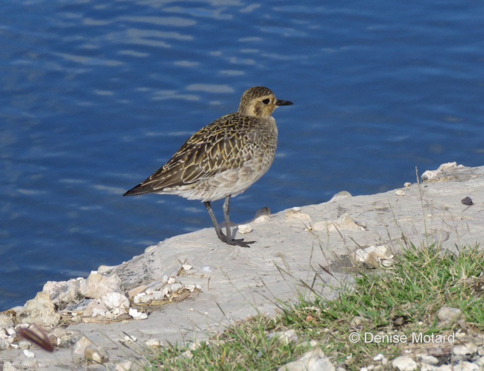 PACIFIC GOLDEN PLOVER