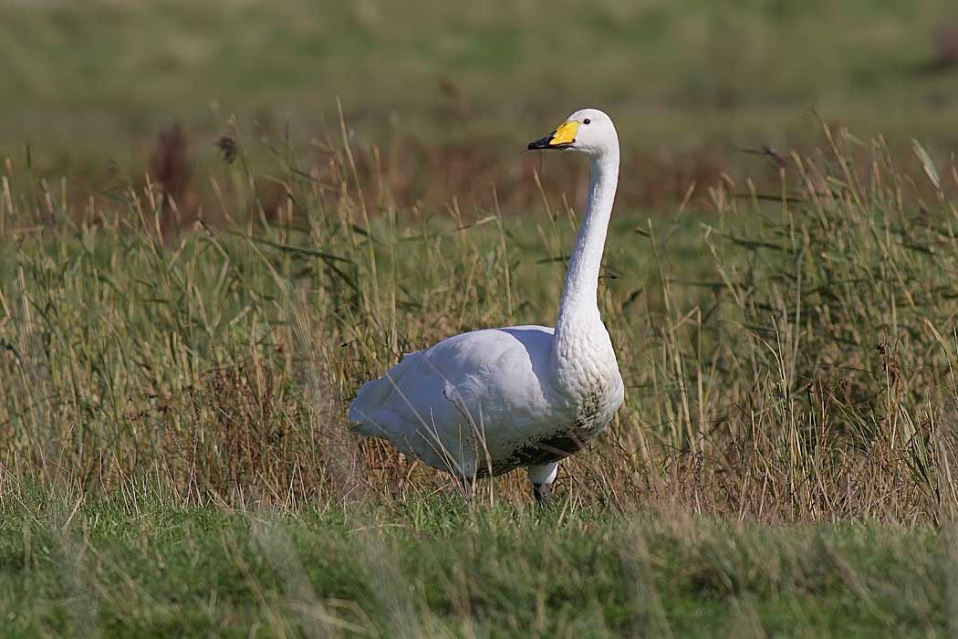 Northamptonshire Bird Club: 2017