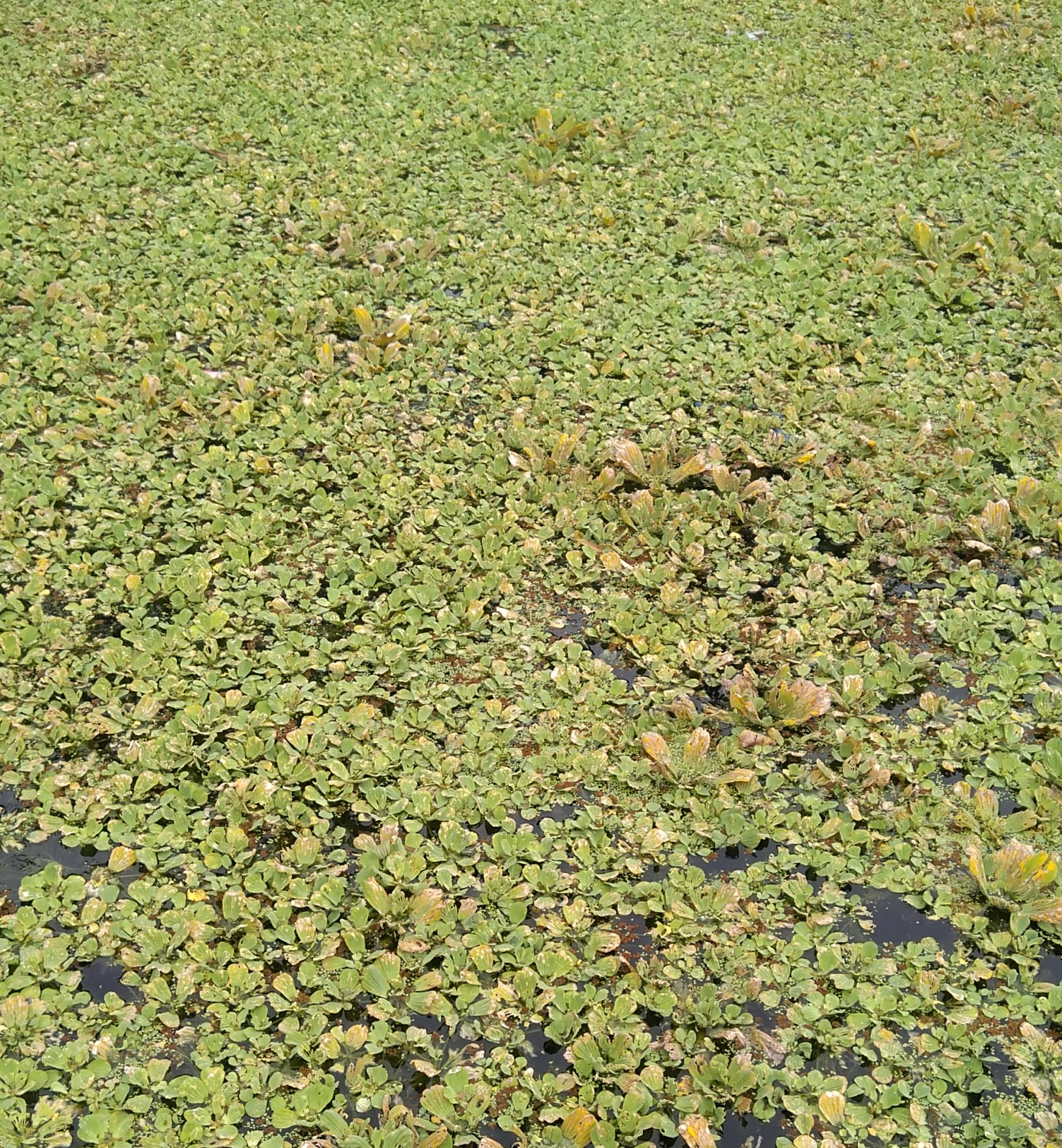 Blog Deni Cage: Fakta dan manfaat kayu apu hijau Pistia Stratiotes