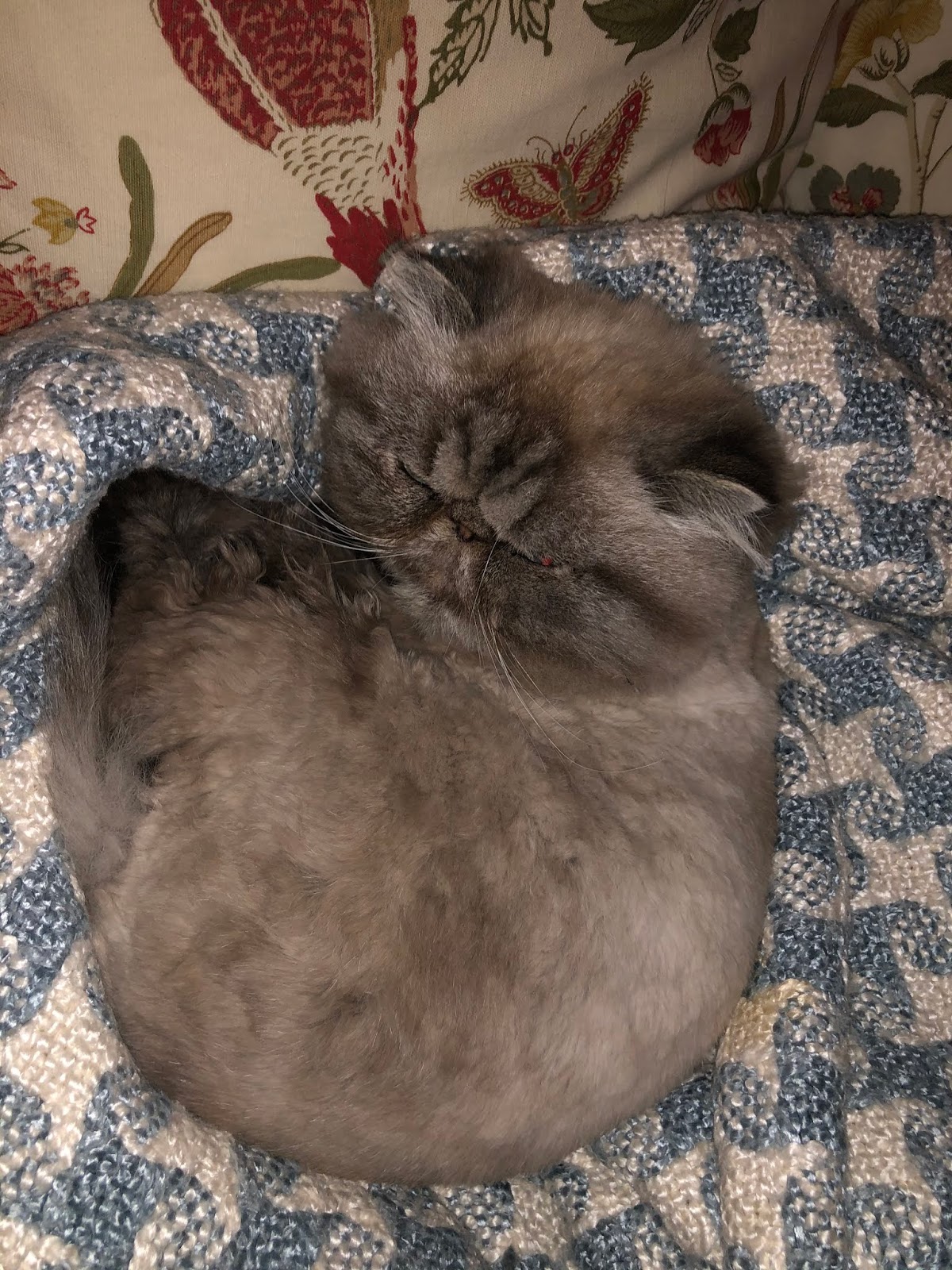 Have Some Decorum: 2019