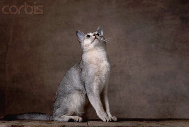 Encyclopedia of Cats Breed: Black Abyssinian Cat