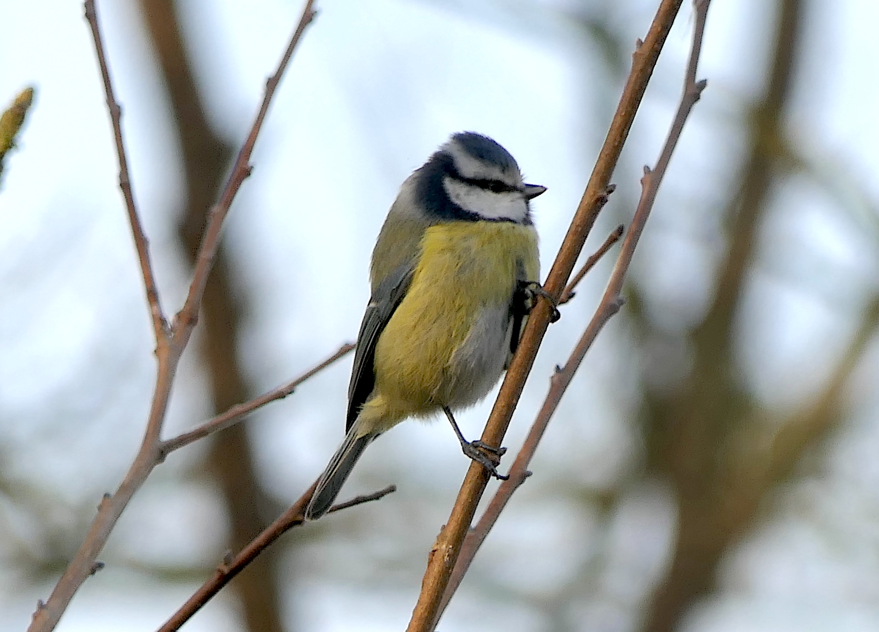 Bowers Marsh walk, February 2021 No. 8