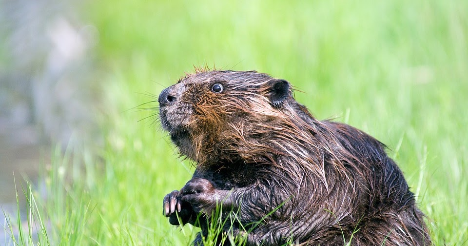 Es Asombroso: Curiosidades sobre los castores.
