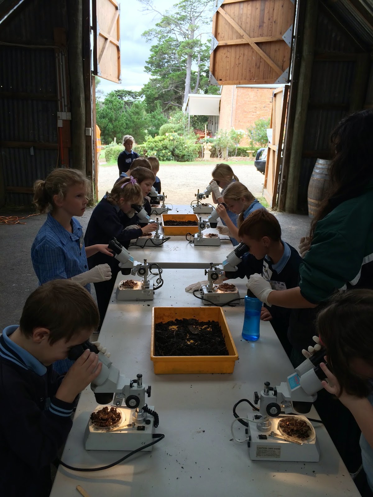 2014 Grade 2/3A's Learning Blog: Term Two Briars Excursion