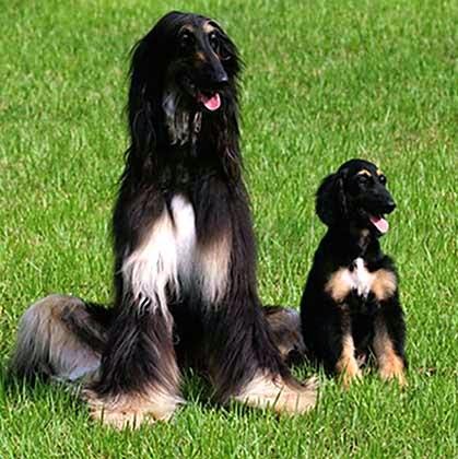 Lebrel afgano | WIKI PERROS