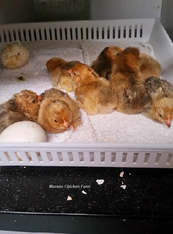 d'Uccles: A true bantam breed - Murano Chicken Farm