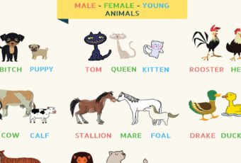 CPI Tino Grandío Bilingual Sections: Male and female animals