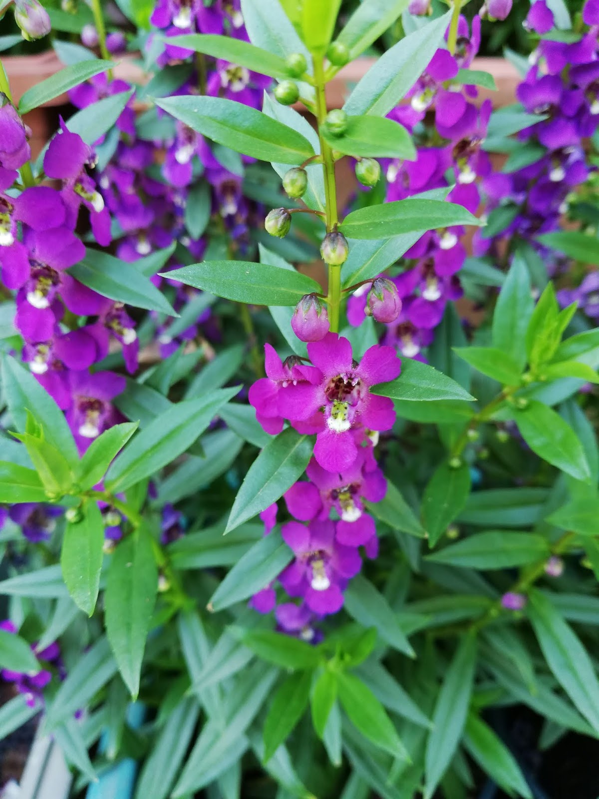 Angelonia Plant