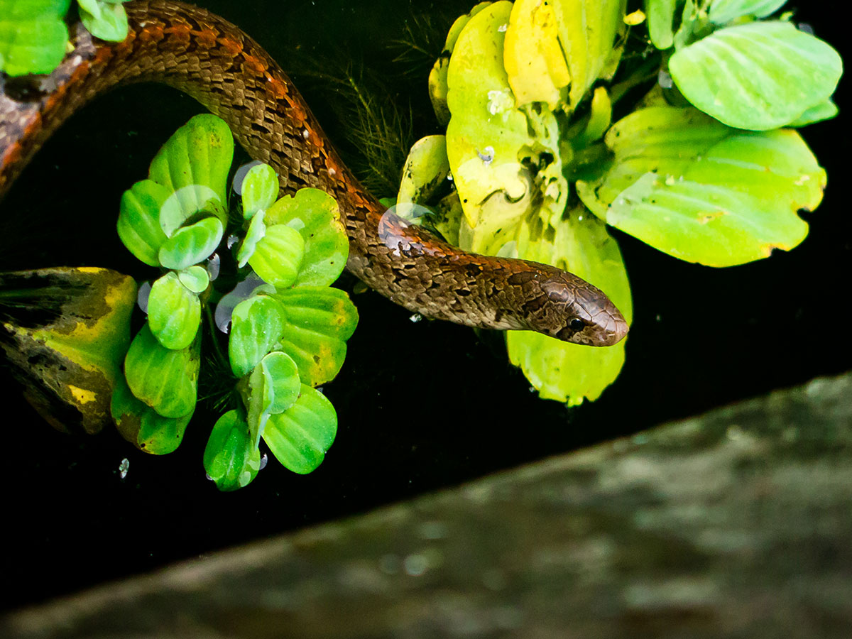 tower record: 神祕與美麗的生物: 赤背松柏根_Oligodon formosanus (Snake)