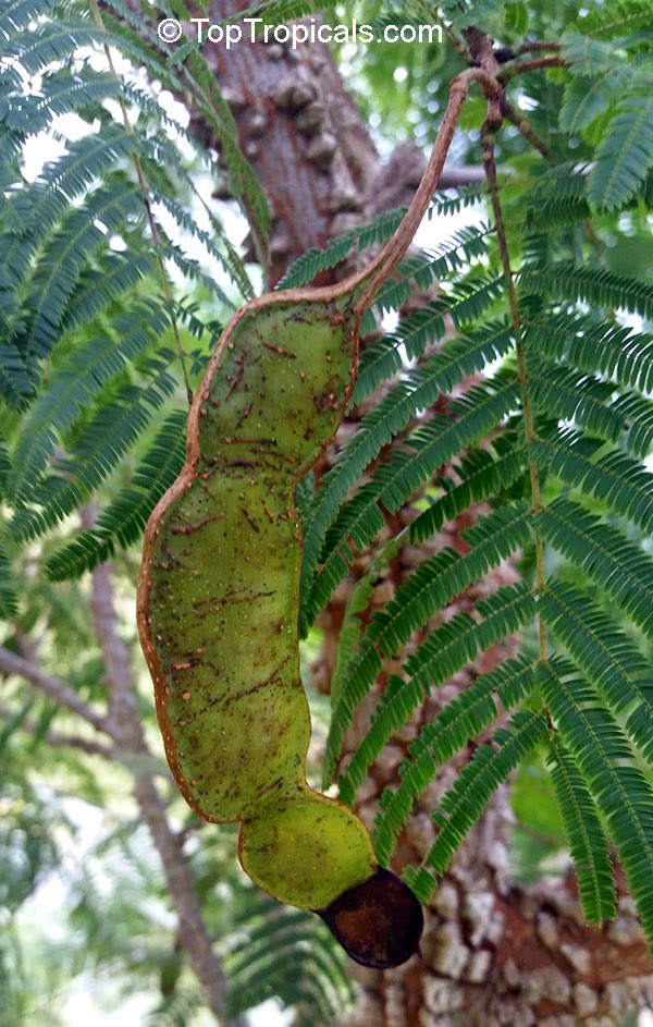 Reforestation and the Medicinal Uses of Trees -Liliana Usvat Research ...