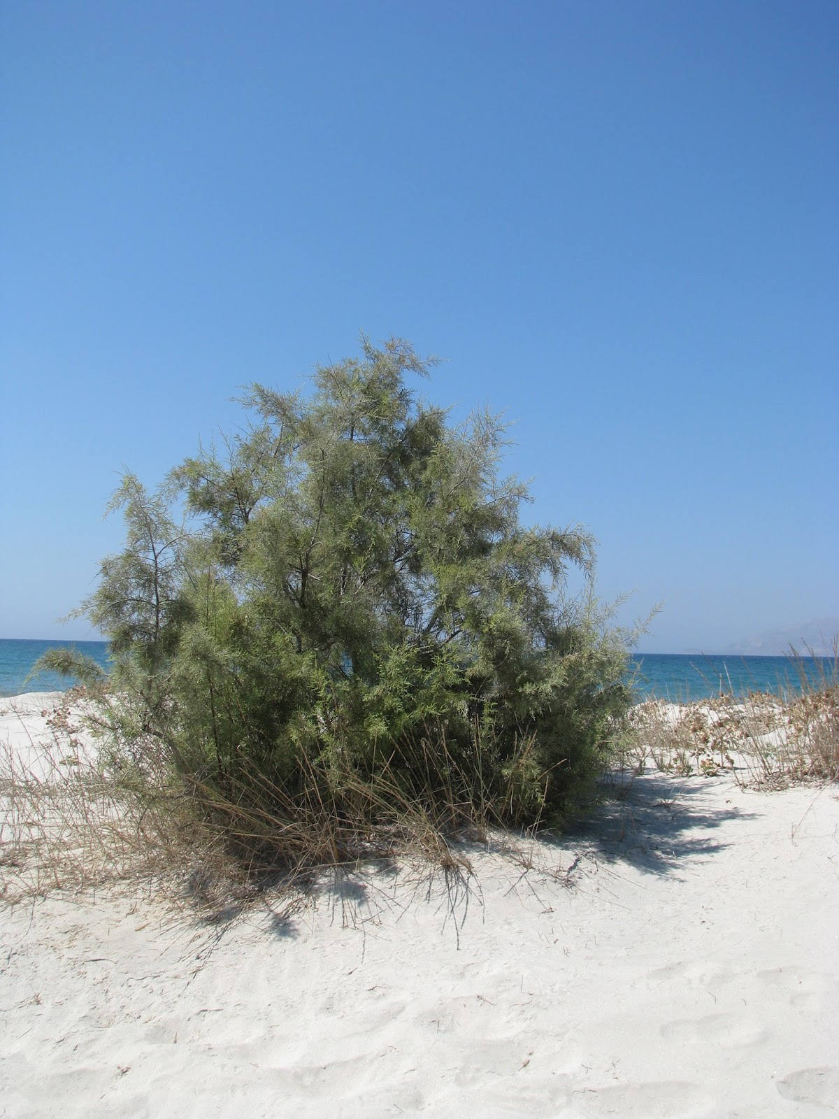 Of Salt Cedar (Tamarix) |Discovering Kos and the surrounding islands