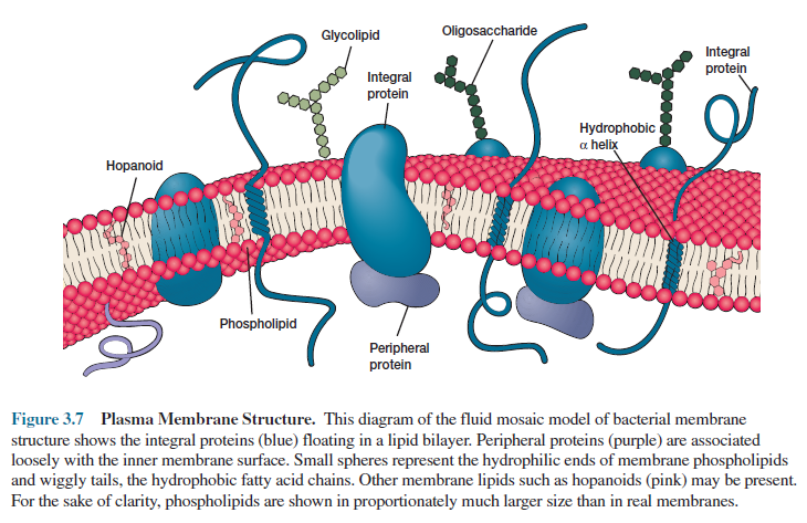 Microbiology Notes: Bacterial Cell Structure and Function