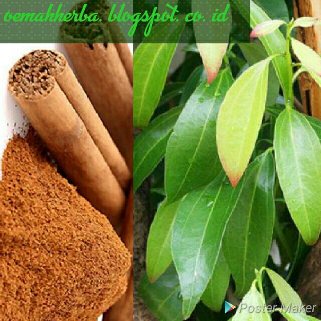 MANFAAT DAN KHASIAT KAYU MANIS | INFORMASI KESEHATAN DAN KHASIAT ...