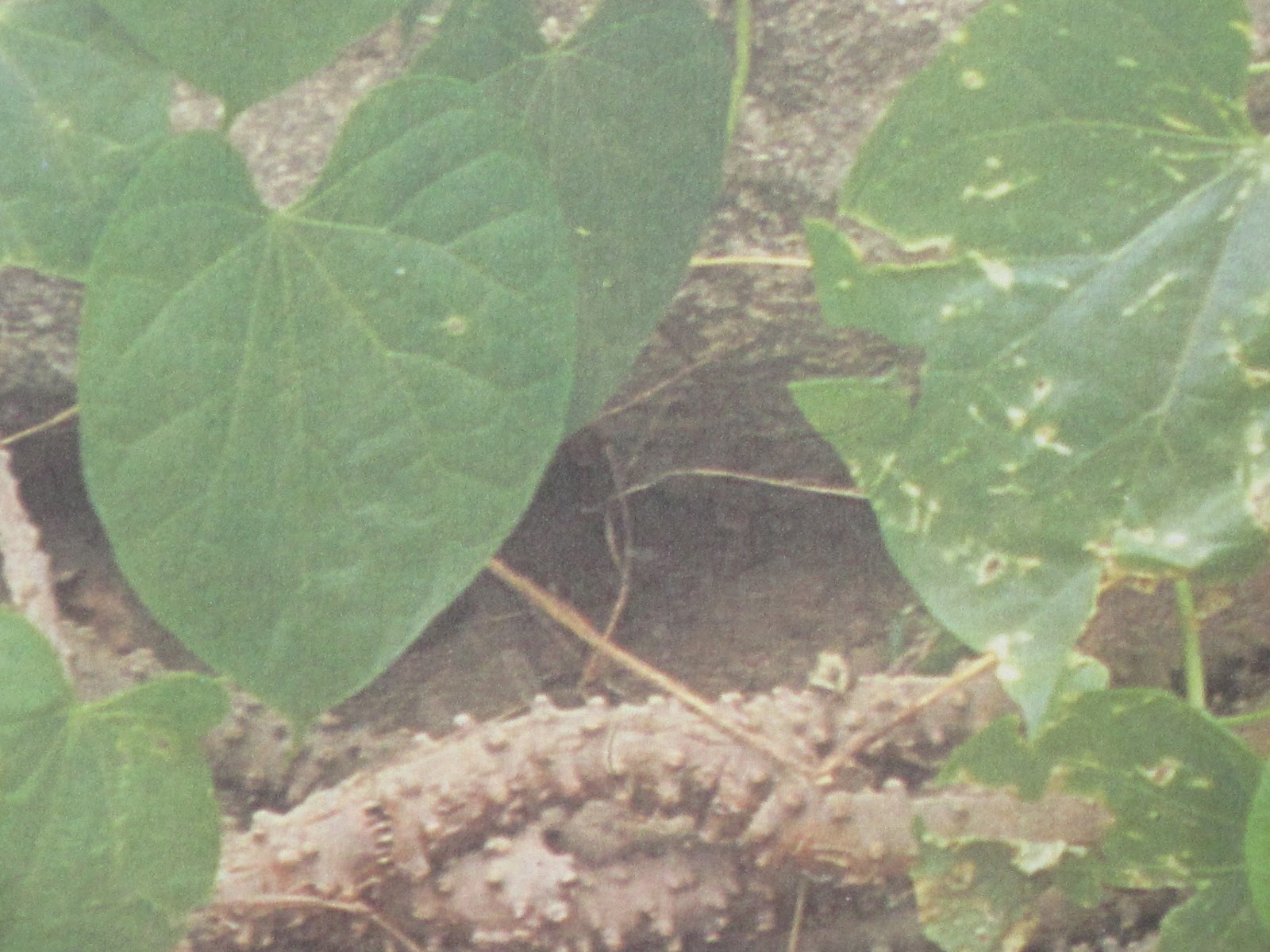 herbal leaves, herbal medicine plants and treatments: Tinospora rumphii ...