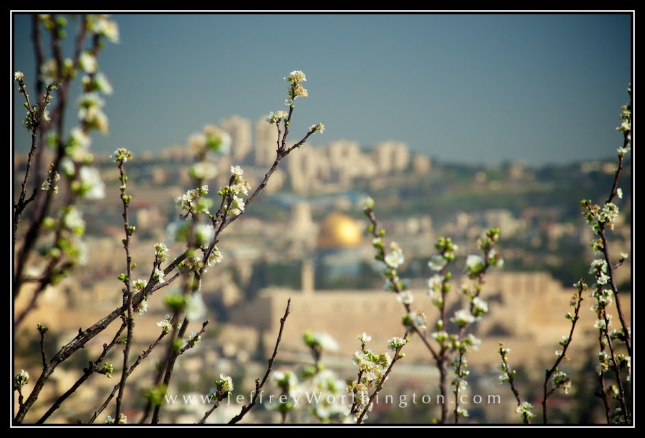 Photos of Nature: Photos Jerusalem Flowers