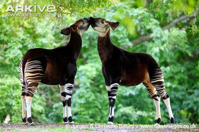 The most significant and unique creature: THE OKAPI