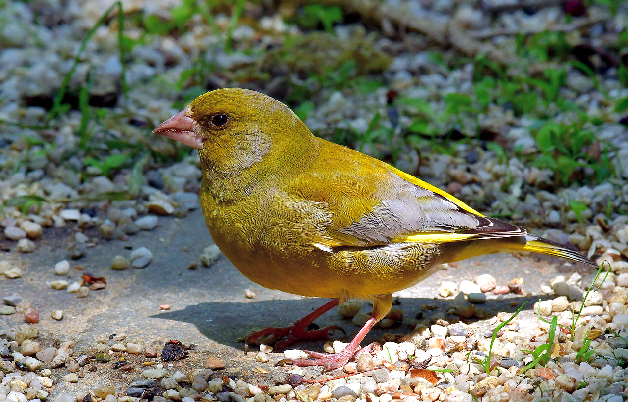 Jozef van der Heijden - Natuurfotografie: De Groenling (Chloris chloris)