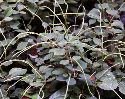 PLANT FAMILIES OF PUERTO RICO AND FLORIDA PAPO VIVES: PIPERACEAE NUM 2 ...