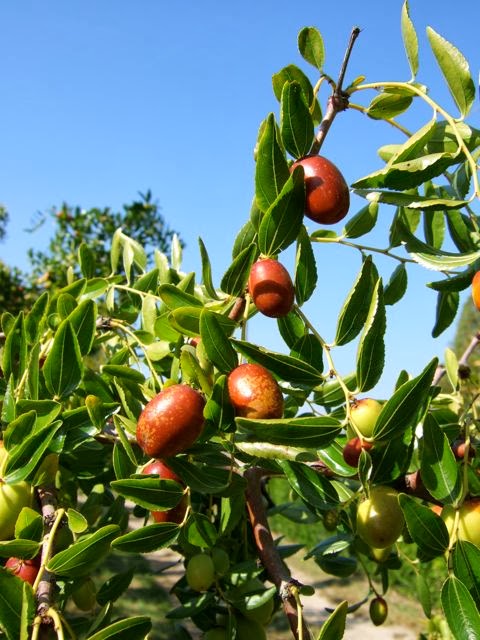 Venise côté jardin: Zizzole, Giuggiole, Jujubes