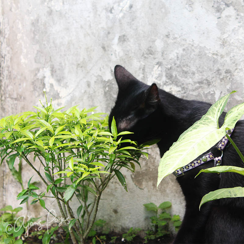 Ajeng Blogging: Pets: Beberapa Fakta tentang kucing