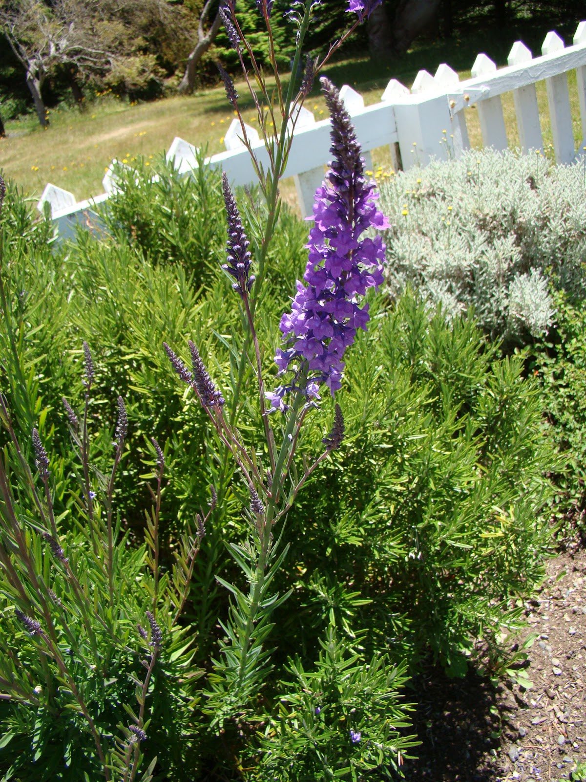 Leaves of Plants: Linaria purpurea