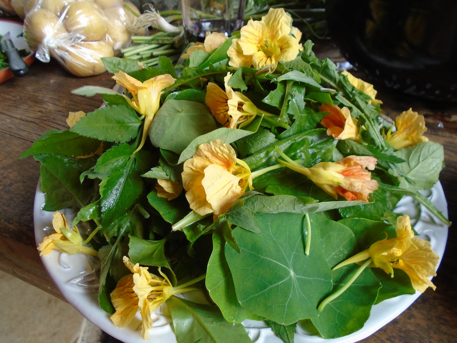 Sabores do Mato - Panc's e plantas medicinais: CAPUCHINHA, Tropaeolum majus