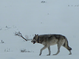 Kids4Wolves: "Frozen" - Disney's Portrayal of Wolves