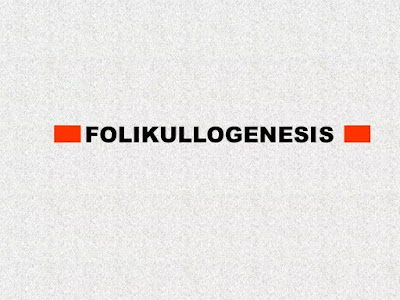 Tahap Perkembangan Folikel - Folikullogenesis