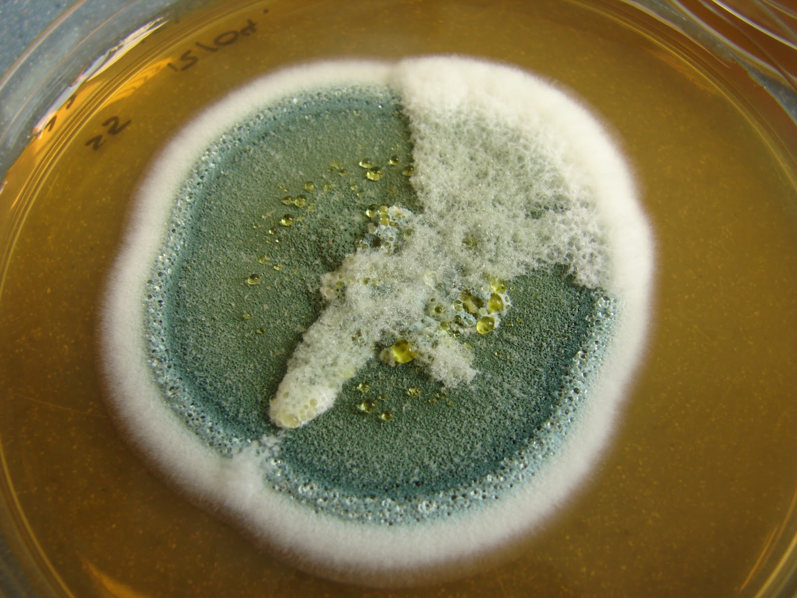 Textiles In Practice: Joanna Dyas: Seeing the Mould Cultures