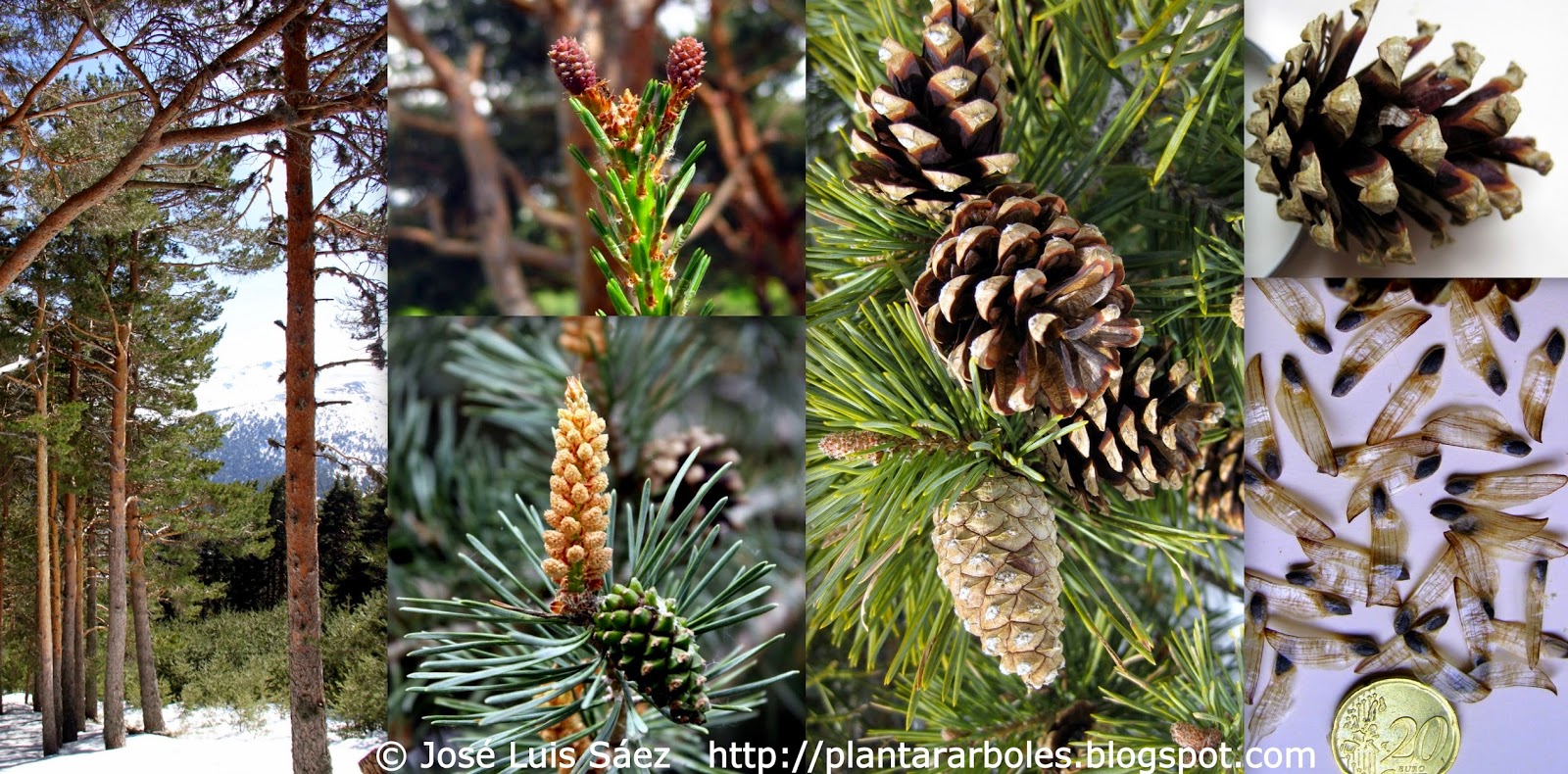 PLANTAR ÁRBOLES y arbustos: Árboles Autóctonos de España