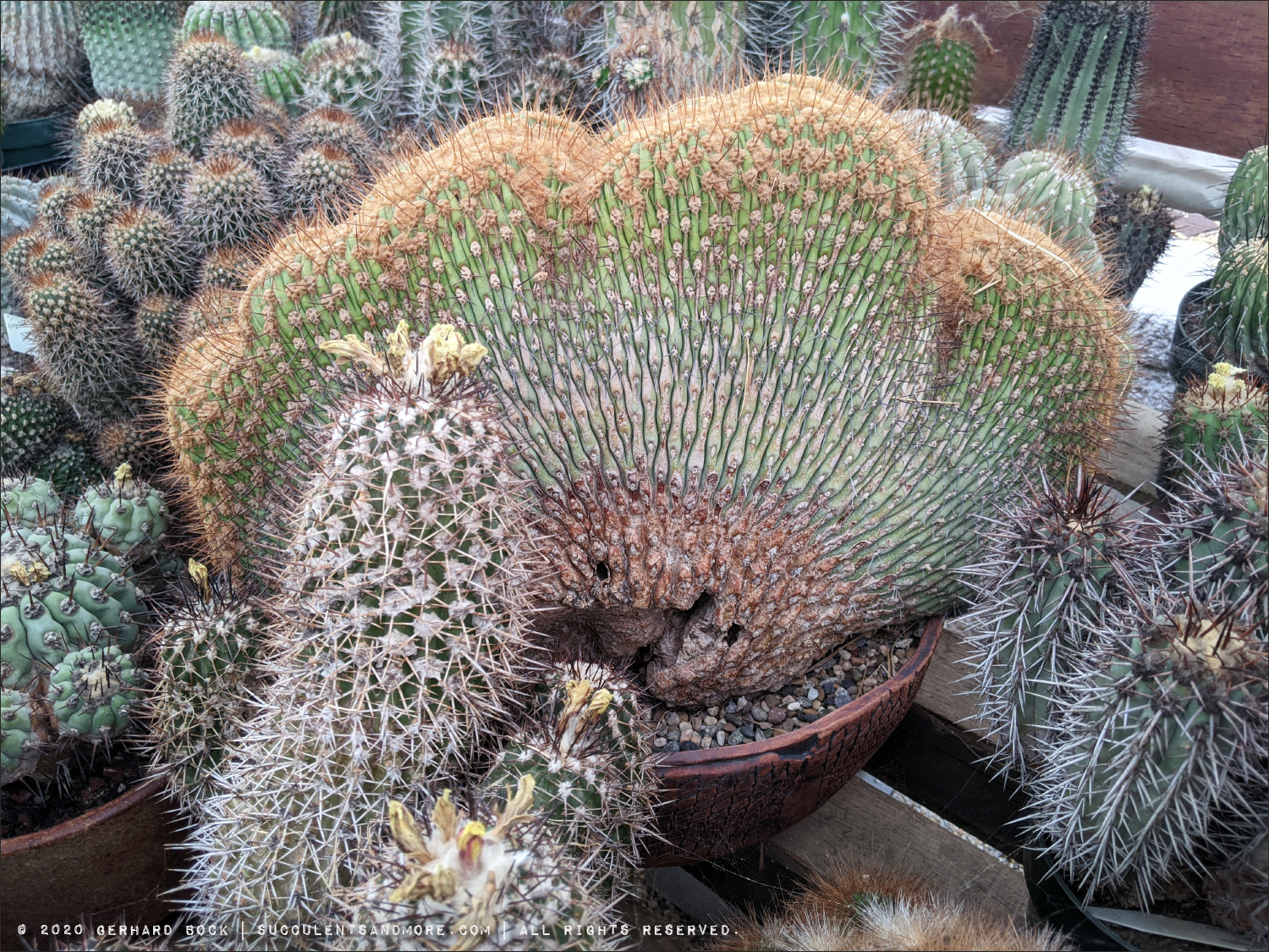 Serious cactus collector = seriously large greenhouse