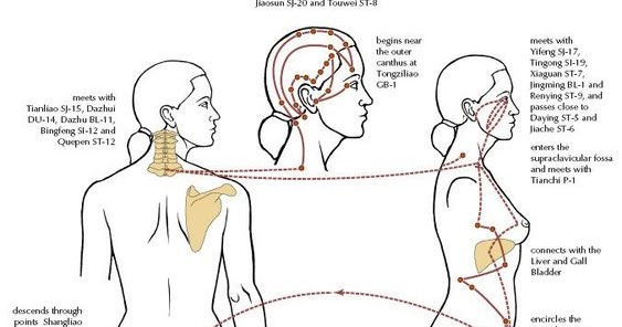 TCM: the Gallbladder Meridian