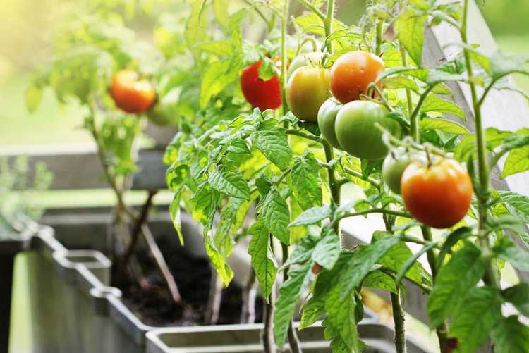 Pohon Tomat - Perumperindo.co.id