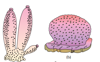 Biological Classification of Phylum Porifera and Ctenophora | Escience zone
