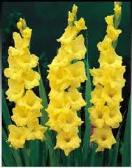 BUNGA: SIMBOL DARI WARNA BUNGA