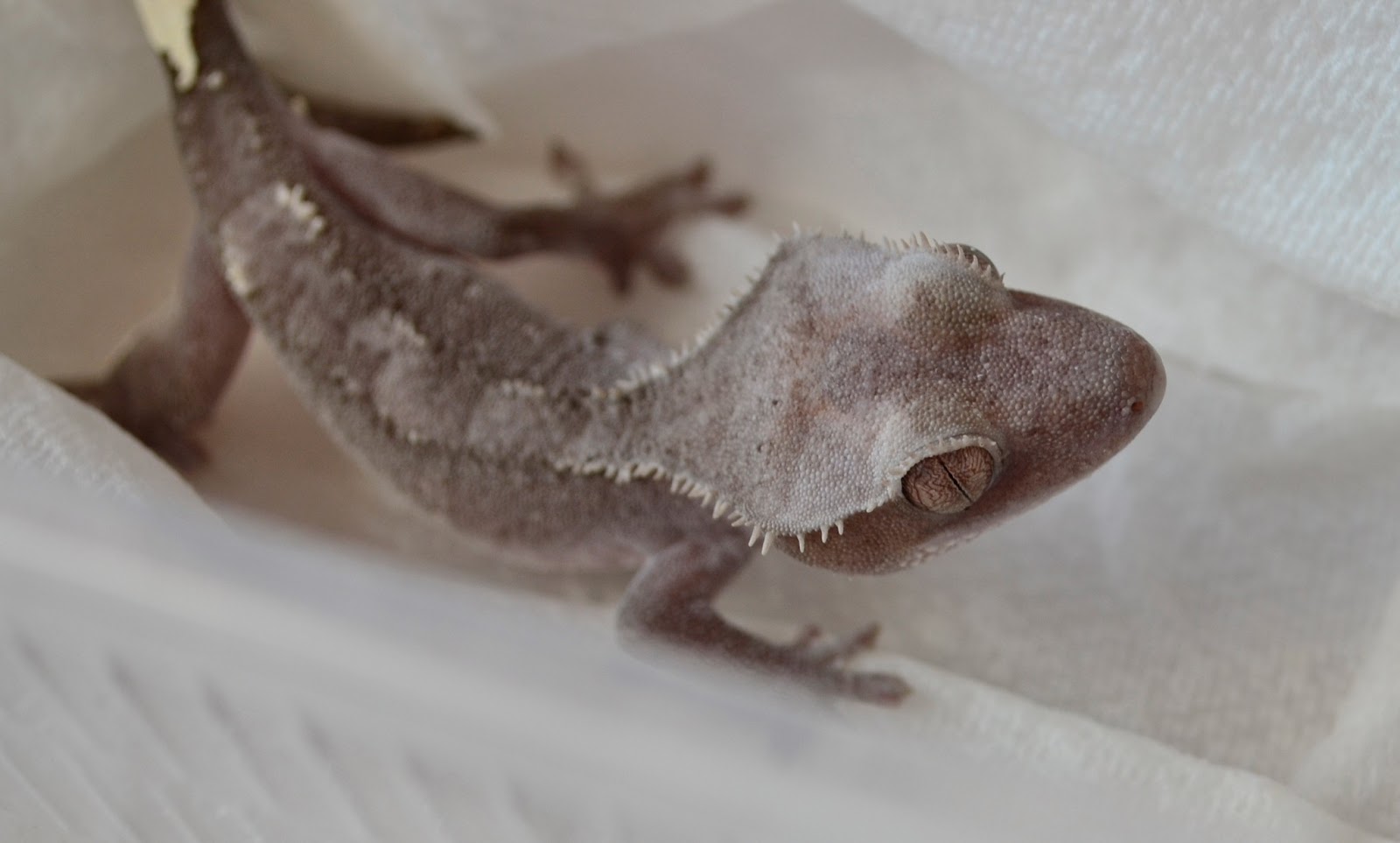 Couple of shots of the grey crested geckos | Reptile Forums