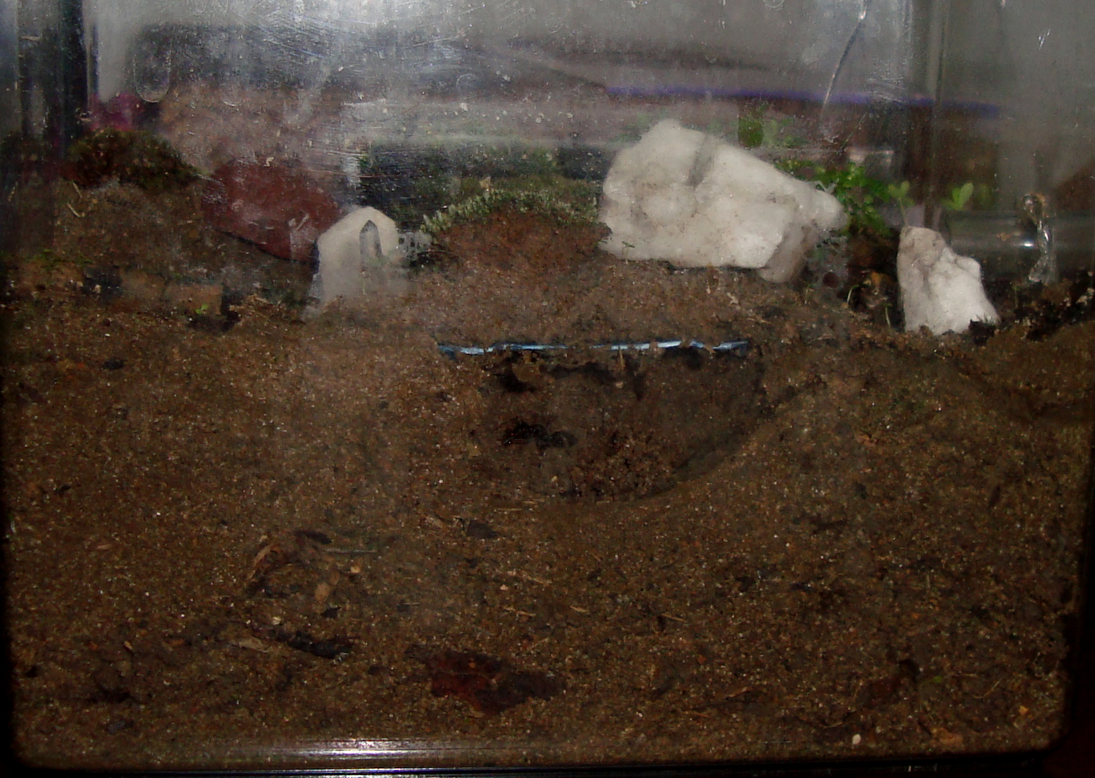 O Formigueiro - Anthill: O terrário da odontomachus - The odontomachus ...