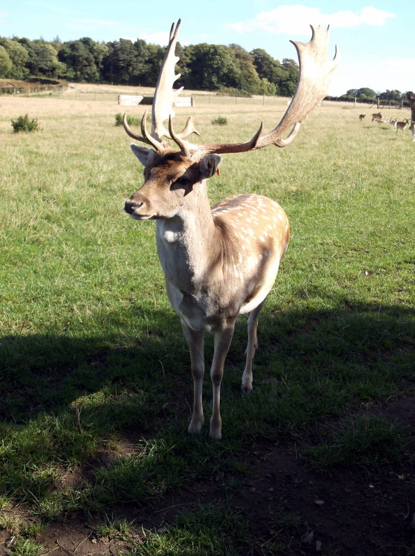 Pat Elliott: Deer, deer - where's the time gone?