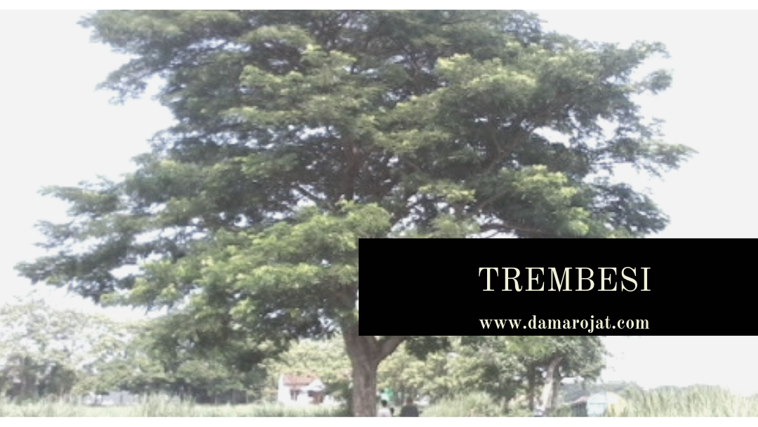 Trembesi - damarojat blog lifestyle perempuan dan keluarga Indonesia
